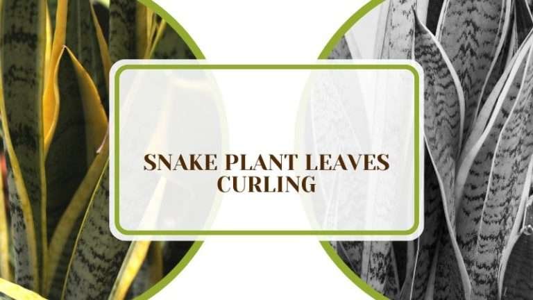 Snake Plant Leaves Curling: Different Reasons and Solutions - Plant America