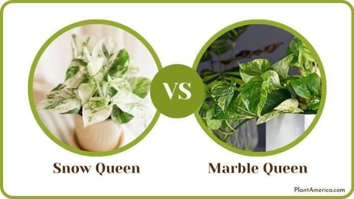 Snow Queen vs Marble Queen Pothos: Quick Ways To Identify These Plants ...
