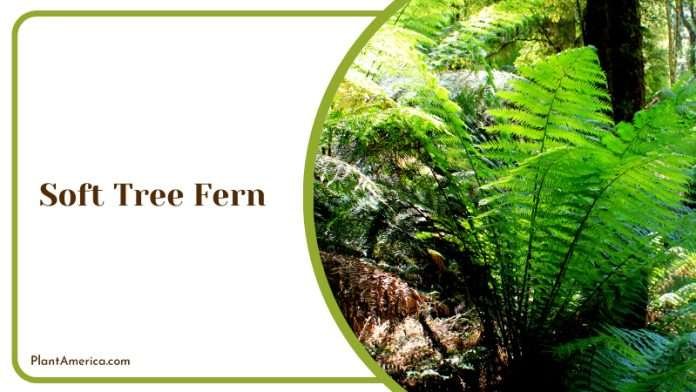 15 Tree with Fern Like Leaves: Know All About Them - Plant America