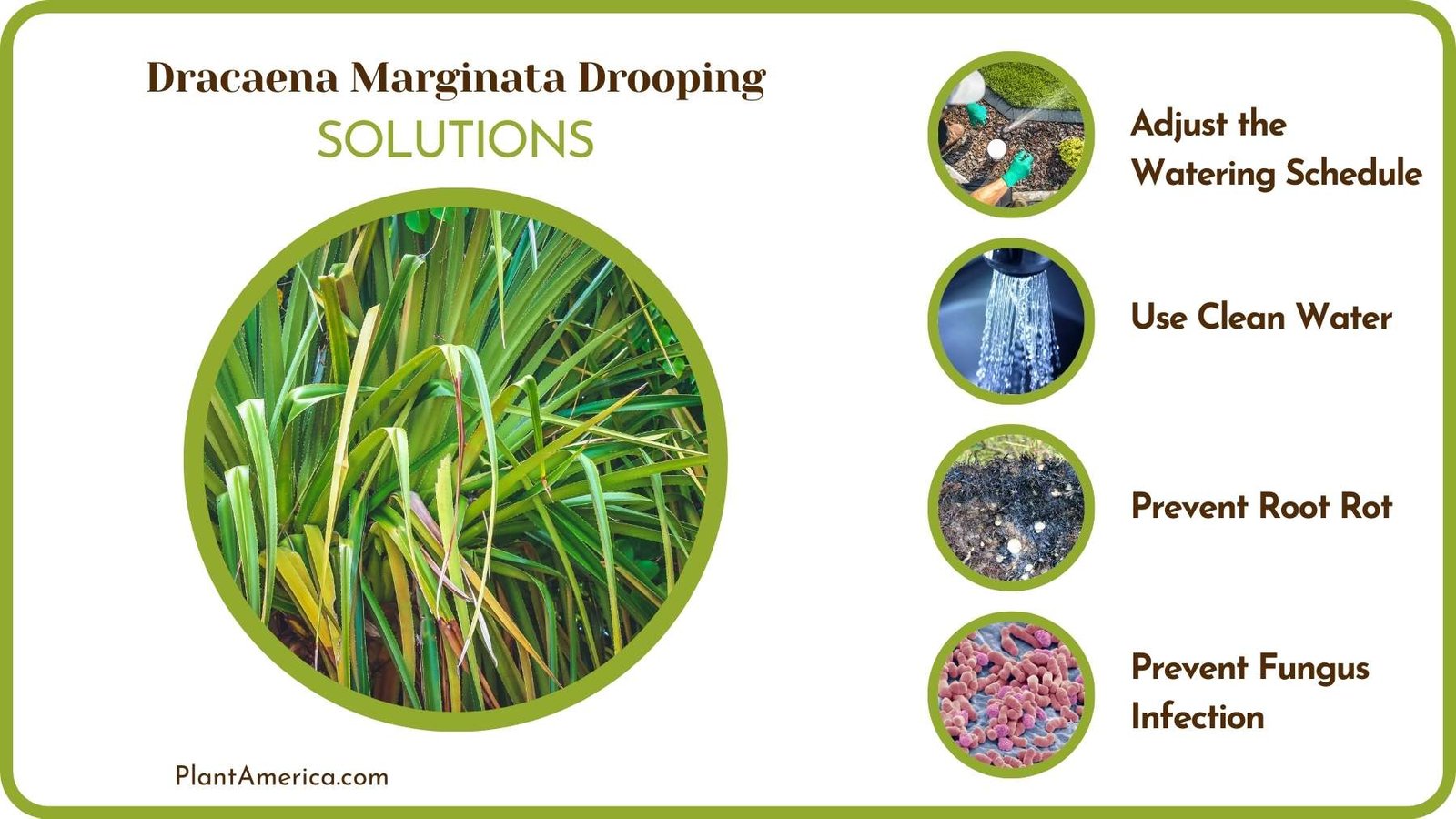 Dracaena Marginata Drooping: Reasons and Helpful Remedies - Plant America