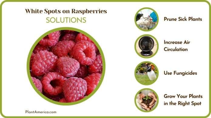 White Spots on Raspberries: Is Your Plant Still Safe? - Plant America
