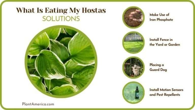 What S Eating My Hostas