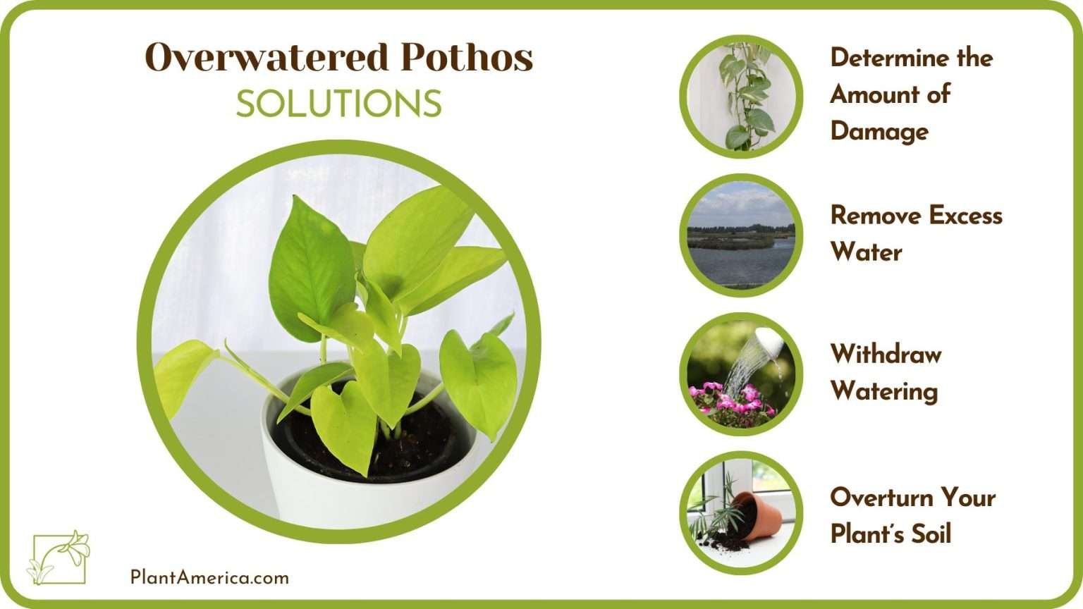 Overwatered Pothos: Rejuvenation Strategies That Actually Work - Plant ...