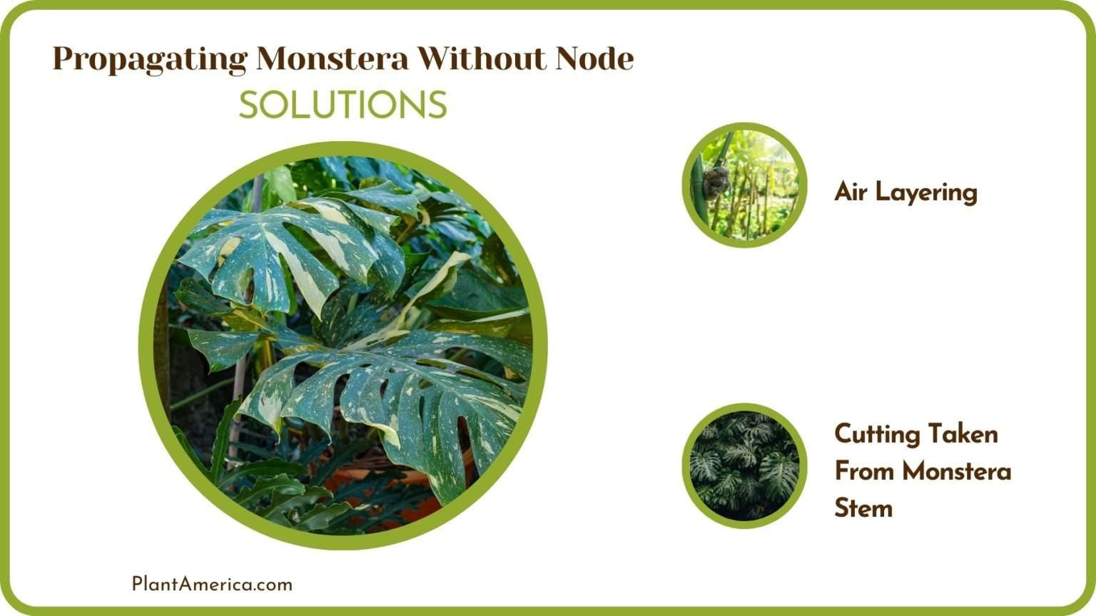 Propagating Monstera Without Node: Create a Plant That Only Has Roots ...