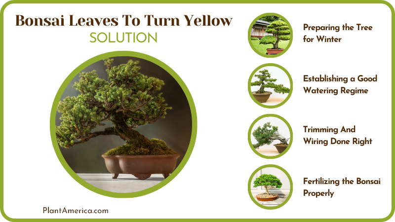 Bonsai Leaves Turning Yellow