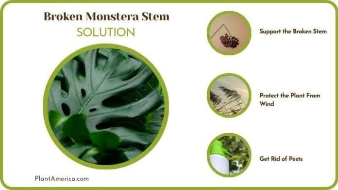 Broken Monstera Stem: Why Your Plant’s Stem Is Bending and Breaking ...