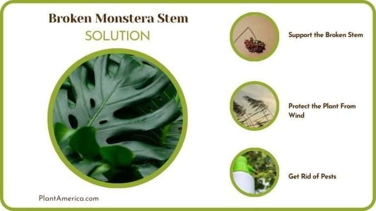 Broken Monstera Stem: Why Your Plant’s Stem Is Bending and Breaking ...