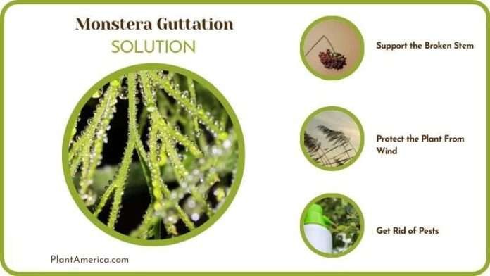 Monstera Guttation: An In-depth Look Into This Natural Phenomenon ...