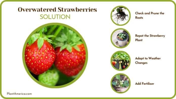 Overwatered Strawberries: Best Approach to Curing Them - Plant America