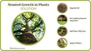 Stunted Growth in Plants: Top Reasons and Proven Solutions - Plant America
