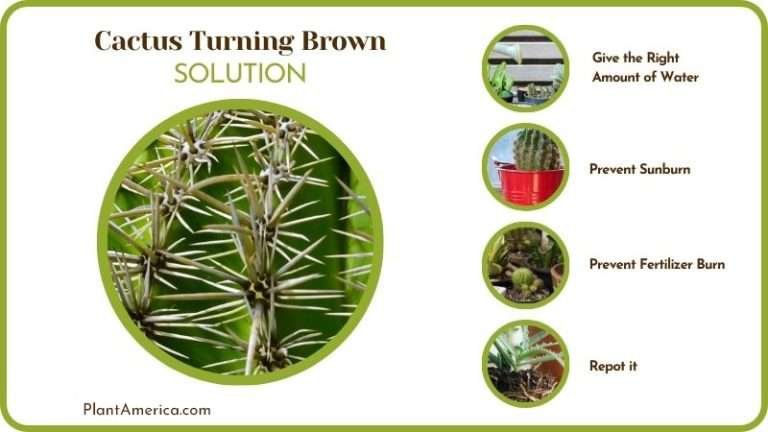 Cactus Turning Brown: The Causes and Their Best Fixes - Plant America