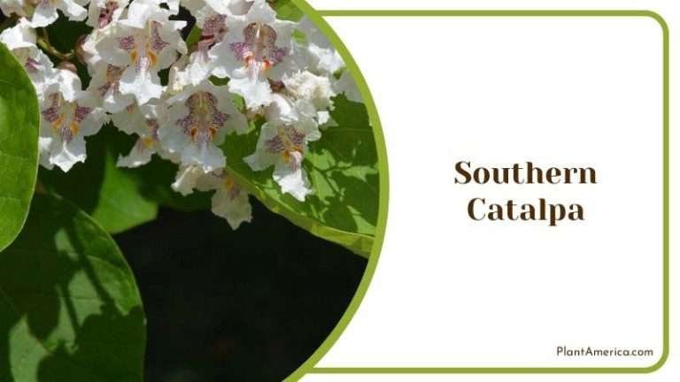15 Oklahoma Native Plants: Ones To Grow in Your Backyard - Plant America