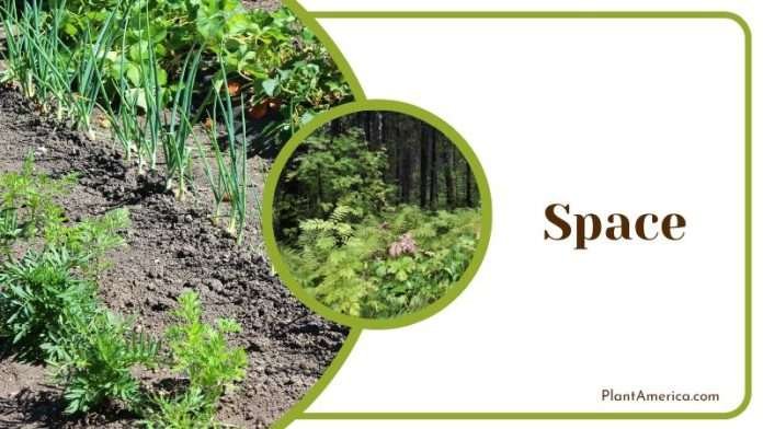 What Do Plants Need to Survive: 6 Essential Factors To Know - Plant America