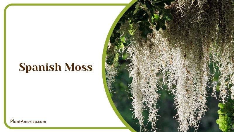 15 Plants That Look Like Hair: Strange Yet Amazing Houseplants - Plant ...