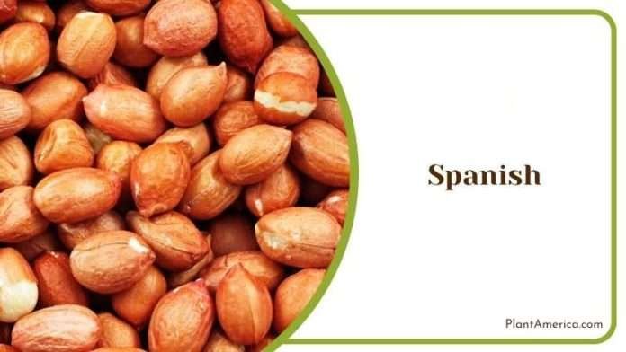 What Do Peanut Plants Look Like: Identification Guide - Plant America