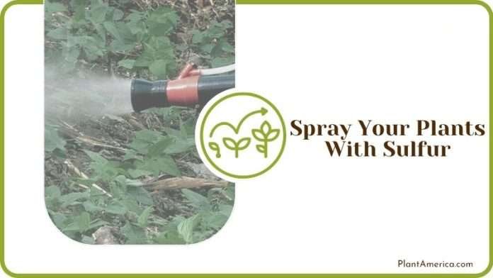 Sulfur Powder for Plants: 11 Steps for Using This Product - Plant America