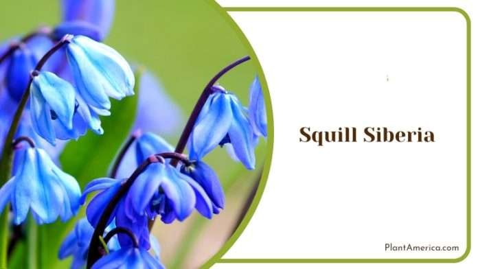 19 Blue Weeds: Identify and Eliminate the Most Common Ones - Plant America