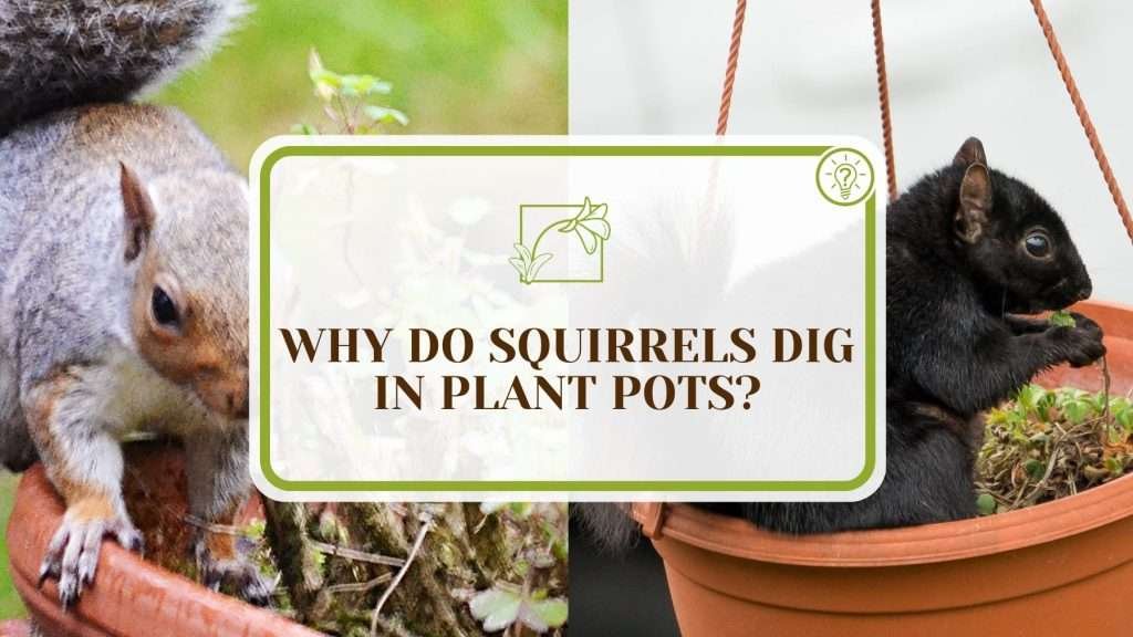 How To Keep Squirrels Out of Potted Plants? All You Need To Know ...