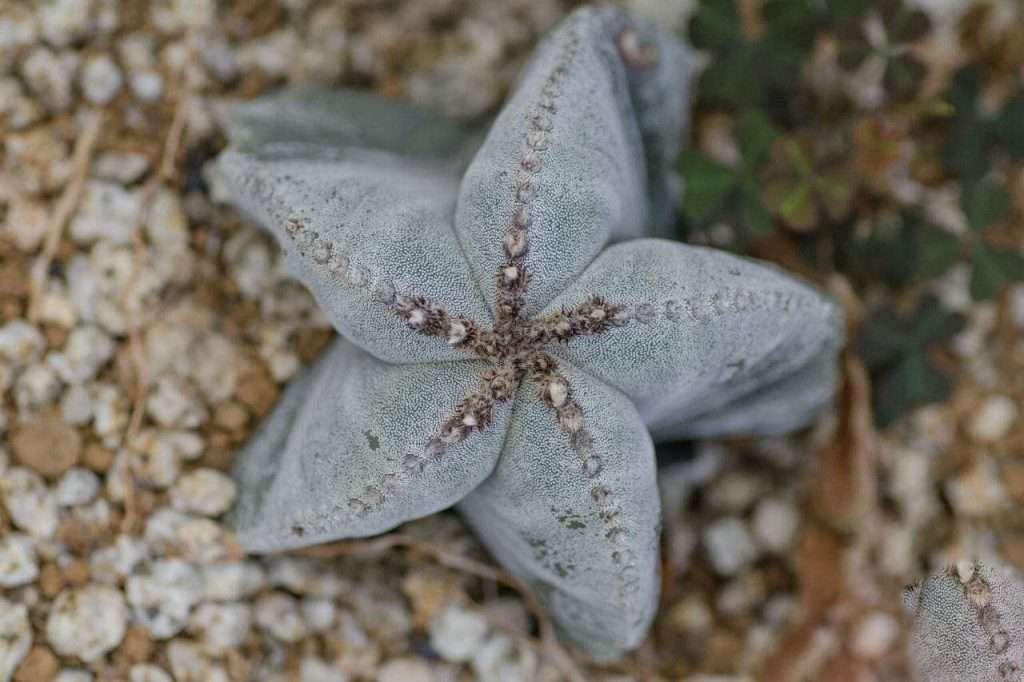 15 Cute Cactus Plants: A List Packed With Fuzzy Plants - Plant America