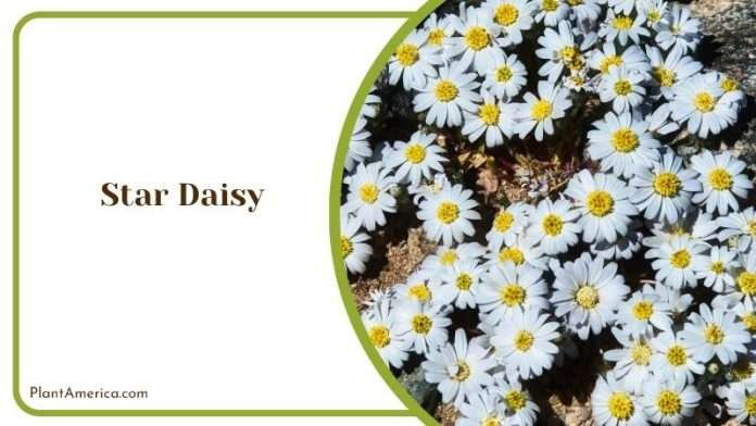 24 Types of Daisies You Need To Know for Your Home Garden - Plant America