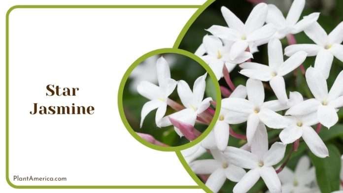 7 Flowers That Look Like Stars: Light up The Garden - Plant America
