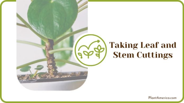 Propagating Pilea in Water: Learn To Create New Offsets - Plant America