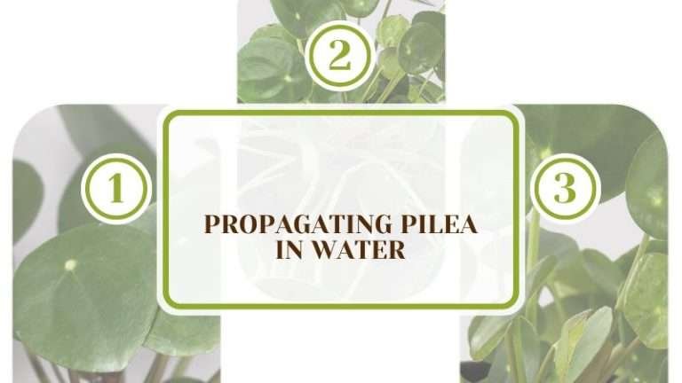 Propagating Pilea in Water: Learn To Create New Offsets - Plant America