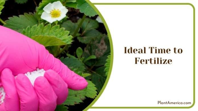 Strawberry Fertilizer: When and How To Use it Properly - Plant America