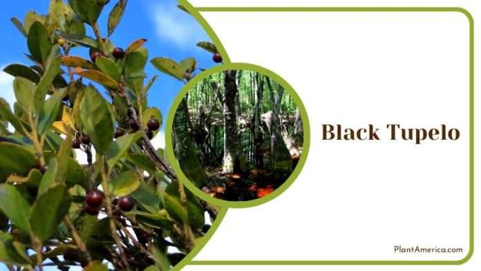 7 Types of Trees in South Carolina: Native Garden Choices - Plant America