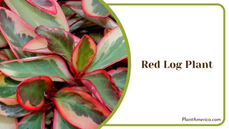 9 Plants With Red Under Leaves You Can Grow With Ease - Plant America