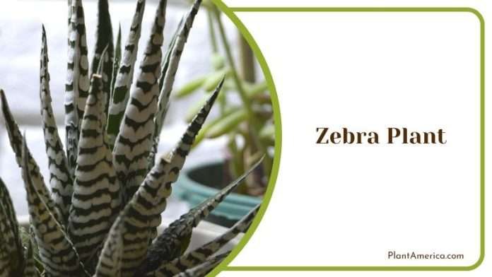 6 Plants That Look Like Cactus: List of Vibrant Greens - Plant America
