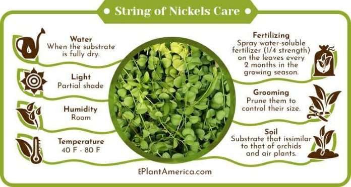 String of Nickels: A Special Succulent That Is Worth Every Cent - Plant ...