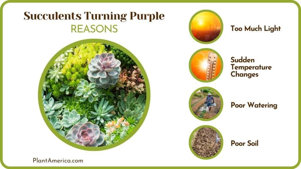 Succulents Turning Purple: The Key Causes and Treatments - Plant America