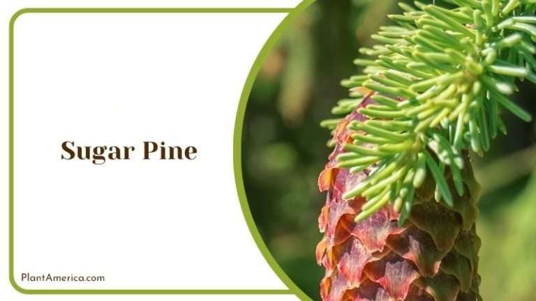 9 Types of Pine Trees in California: An Evergreen Landscape - Plant America
