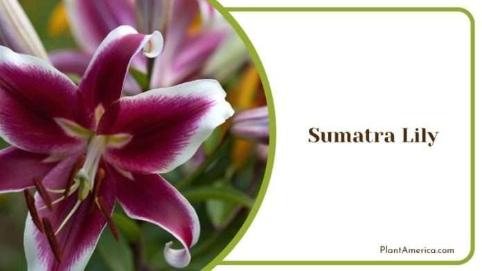 18 Dark Lilies to Satisfy Your Dramatic Gardening Aesthetics - Plant ...
