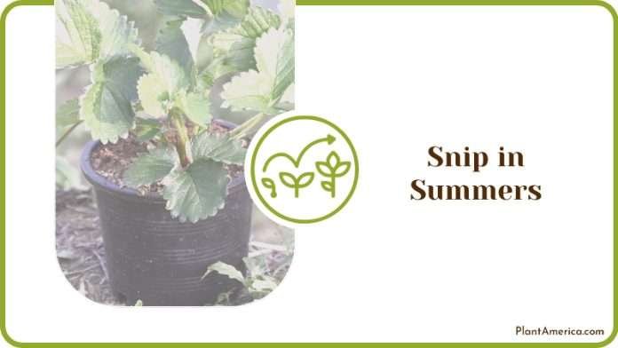 How to Prune Strawberry Plants: Easy Guide To Trim Growth - Plant America