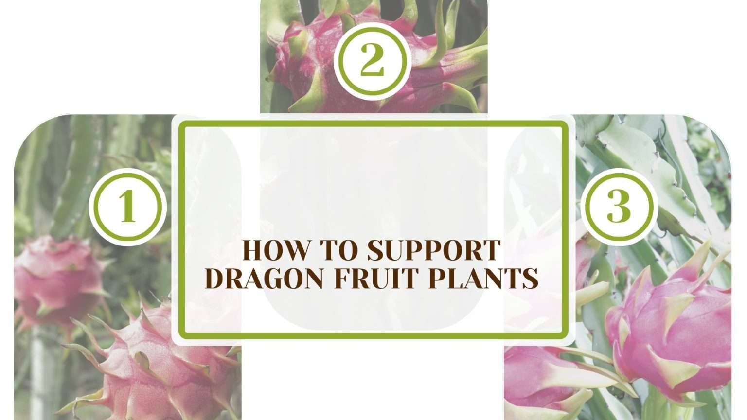 How to Support Dragon Fruit Plants: The Different Ways - Plant America