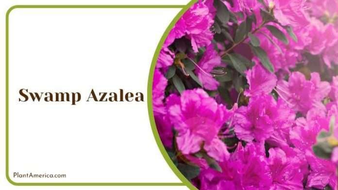 7 Landscaping With Azaleas Enchanting Varieties for You - Plant America
