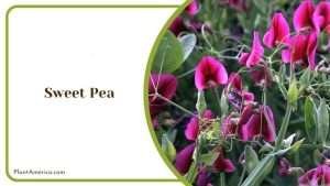 13 Spiky Red Flower: Types of Unusual but Beautiful Blooms - Plant America