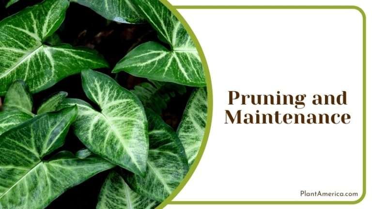 Syngonium Rayii Care Guide: How to Grow the Velvet Arrowhead - Plant ...