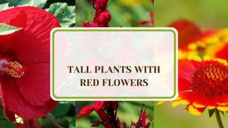 9 Tall Plants With Red Flowers for a Vibrant Pop of Color - Plant America