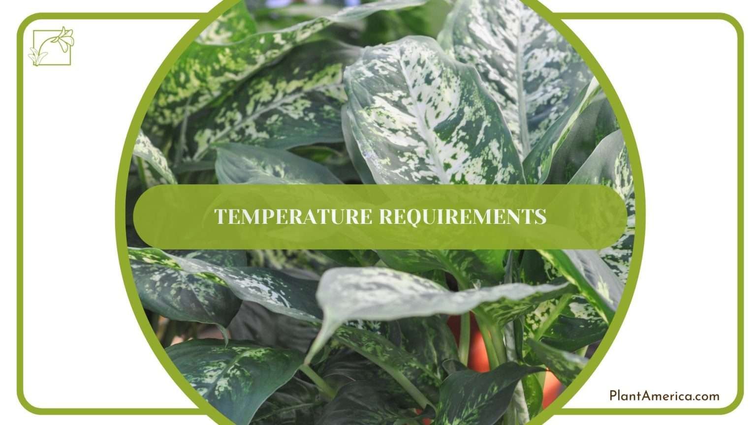 Dieffenbachia Reflector: Care and Grow the Tropical Plant Easily ...