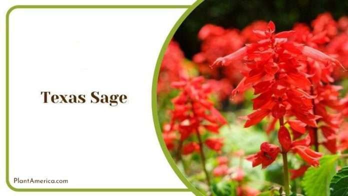 9 Tall Plants With Red Flowers for a Vibrant Pop of Color - Plant America