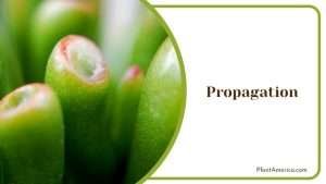 Gollum Jade: Tips and Tricks to Care For This Aesthetic Finger Jade ...