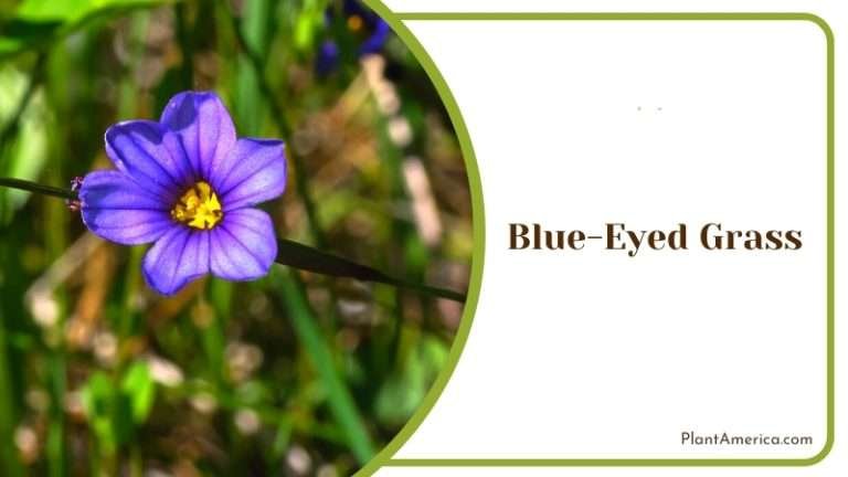19 Blue Weeds: Identify and Eliminate the Most Common Ones - Plant America