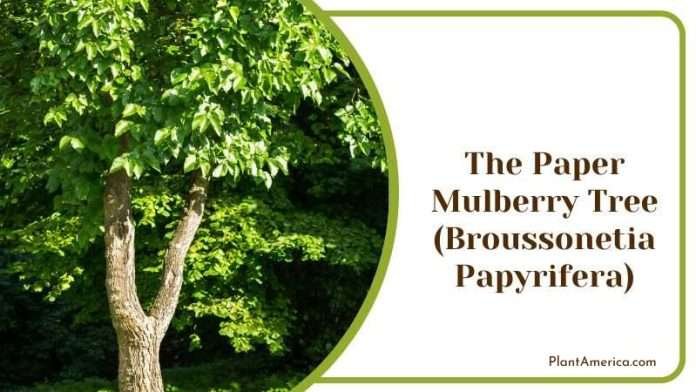 5 Sassafras Look Alikes That Make It Difficult To Tell Apart - Plant ...