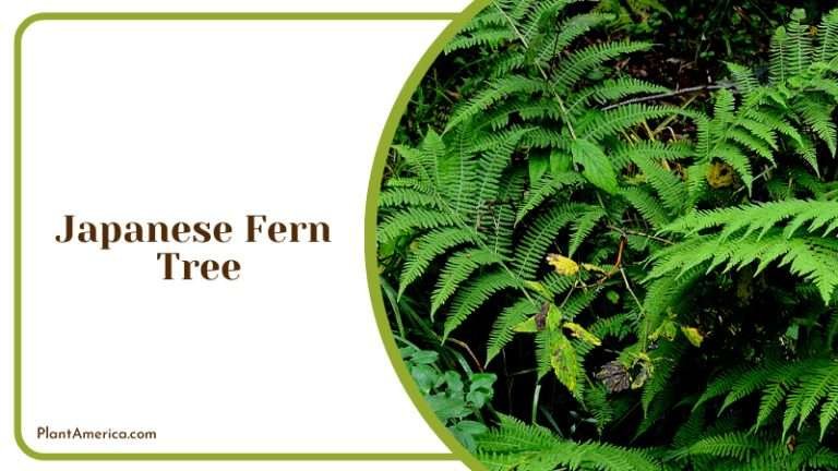 8 Plants That Look Like Ferns: Eye-catching Greens - Plant America