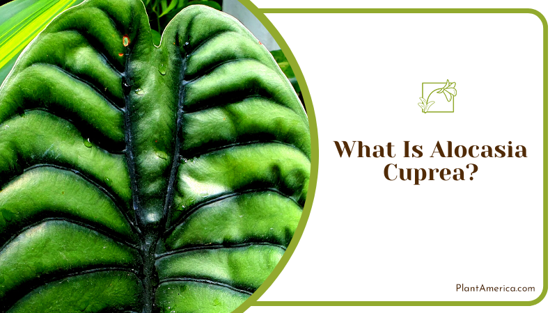 Alocasia Cuprea: Ultimate Care Ideas for the Mirror Plant - Plant America