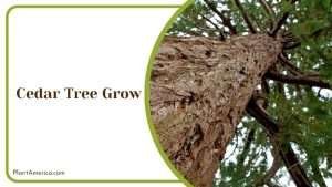 How Tall Do Cedar Trees Grow? Know the Average Height - Plant America