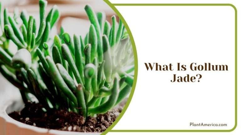 Gollum Jade: Tips and Tricks to Care For This Aesthetic Finger Jade ...